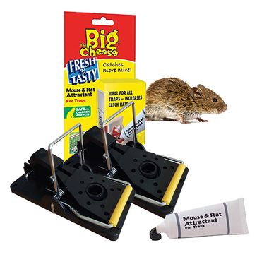 Rat & Mouse Control